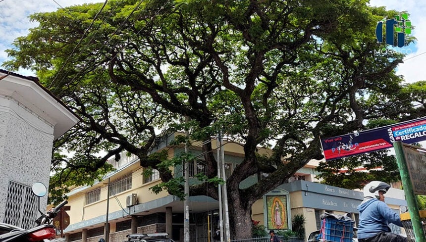 Ocho árboles legendarios de Nicaragua. ¿Cuáles conoce?